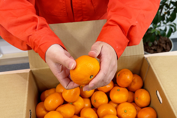 みかんの保存方法 | みかんペディア | みかんのことなら「のま果樹園」 [ Produced by 株式会社乃万青果 ]